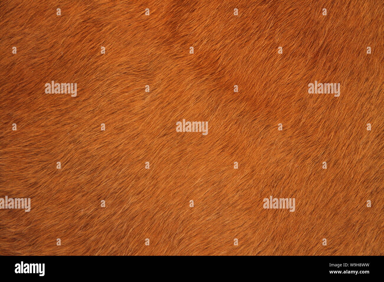 Cowhide High Resolution Stock Photography and Images - Alamy