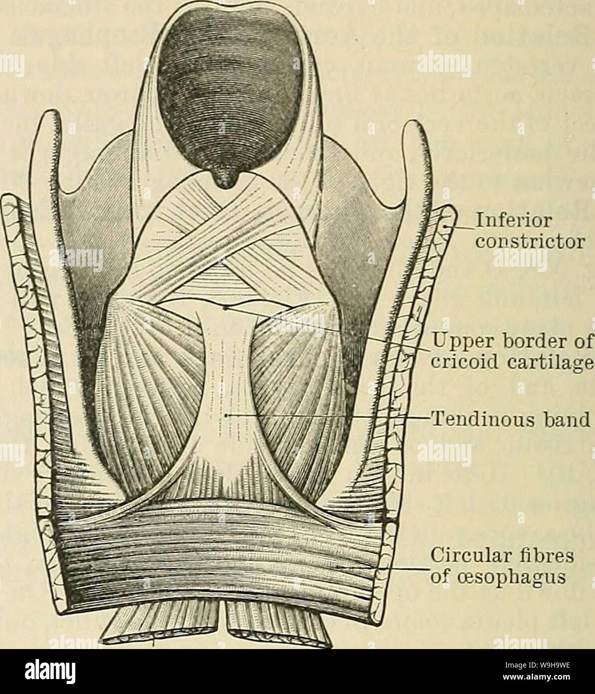 Archive image from page 1187 of Cunningham's Text-book of anatomy (1914 ...