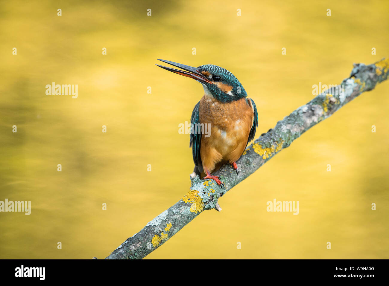 A beautiful Kingfisher bird, female Common Kingfisher (Alcedo athis ...