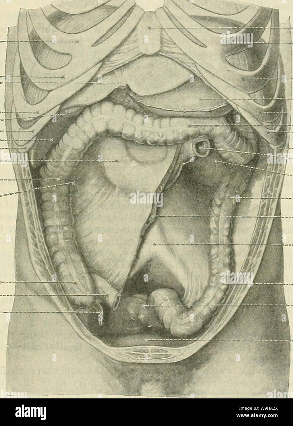 Mesentery illustration hi-res stock photography and images - Alamy