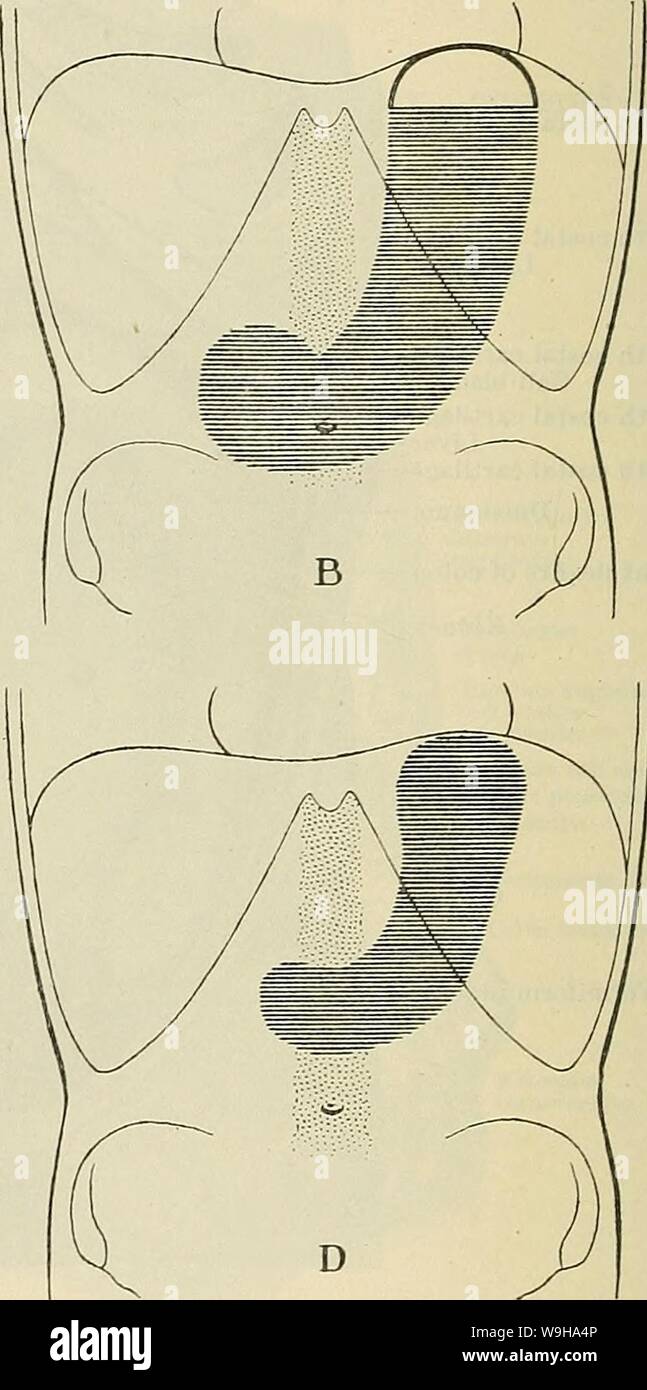 Archive image from page 1205 of Cunningham's Text-book of anatomy (1914 ...
