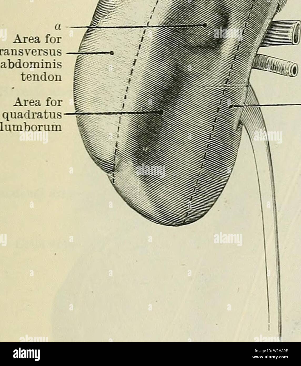 Archive image from page 1294 of Cunningham's Text-book of anatomy (1914 ...