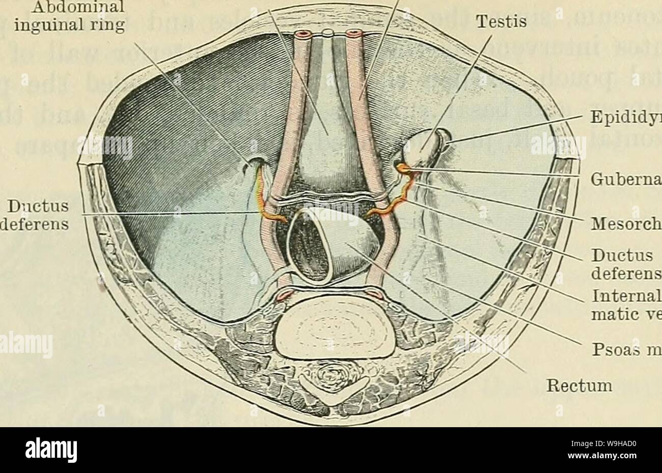 Archive image from page 1314 of Cunningham's Text-book of anatomy (1914 ...