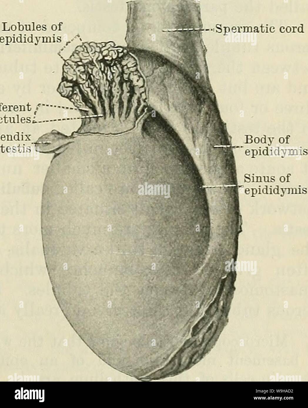 Epididymis Anatomy