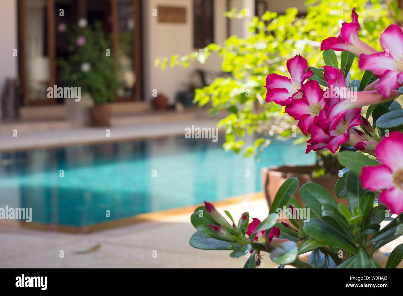 Adenium flowers by swimming pool in holiday villa in Phuket, Thailand ...