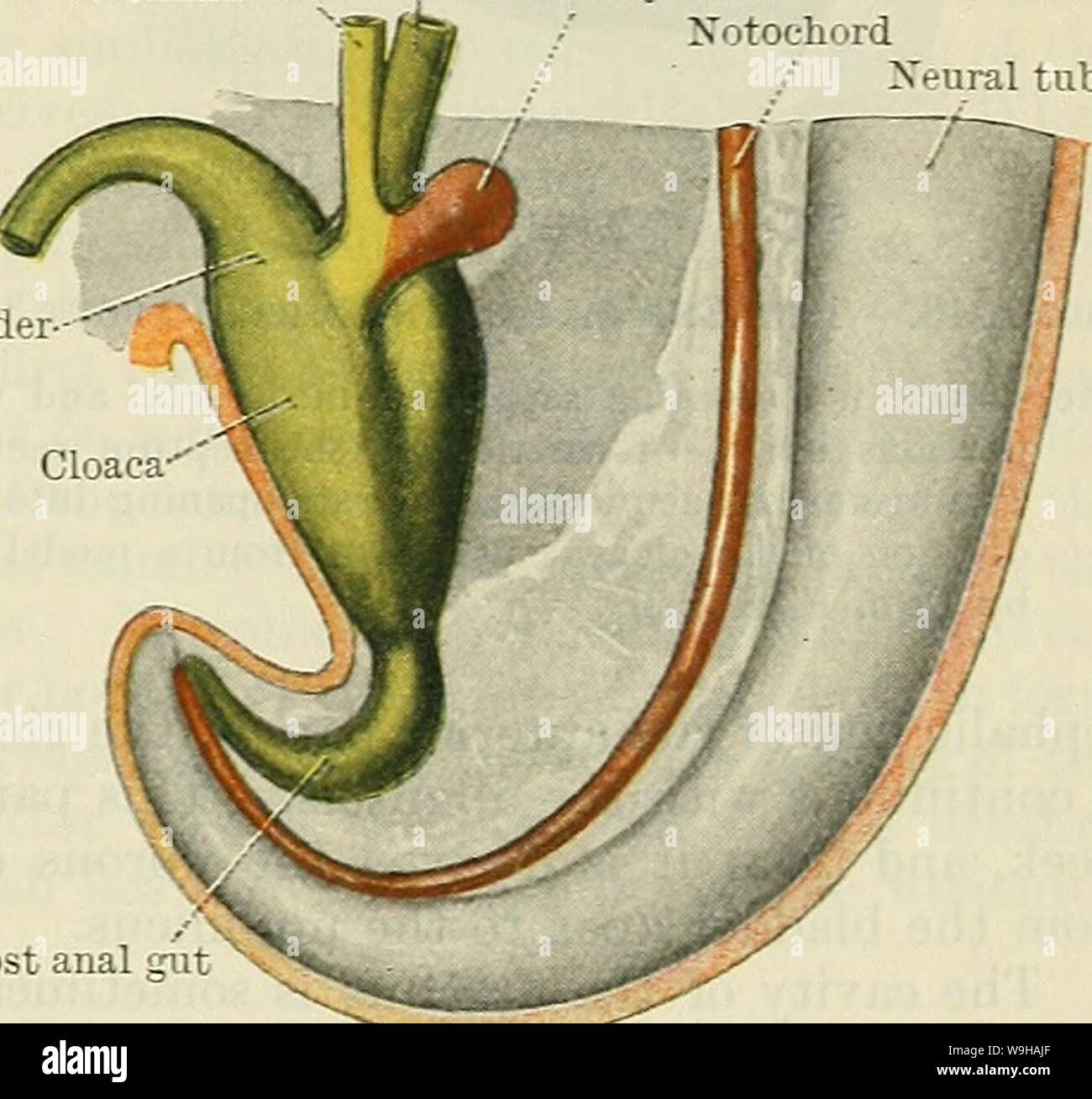 Wolffian hi-res stock photography and images - Alamy