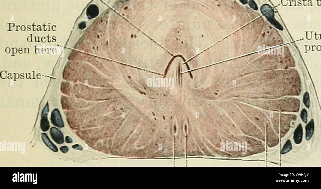 Periosteum hi-res stock photography and images - Alamy