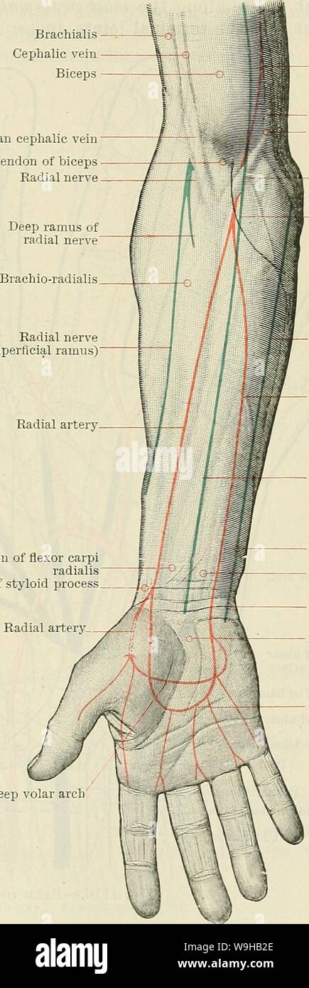 Archive image from page 1484 of Cunningham's Text-book of anatomy (1914 ...