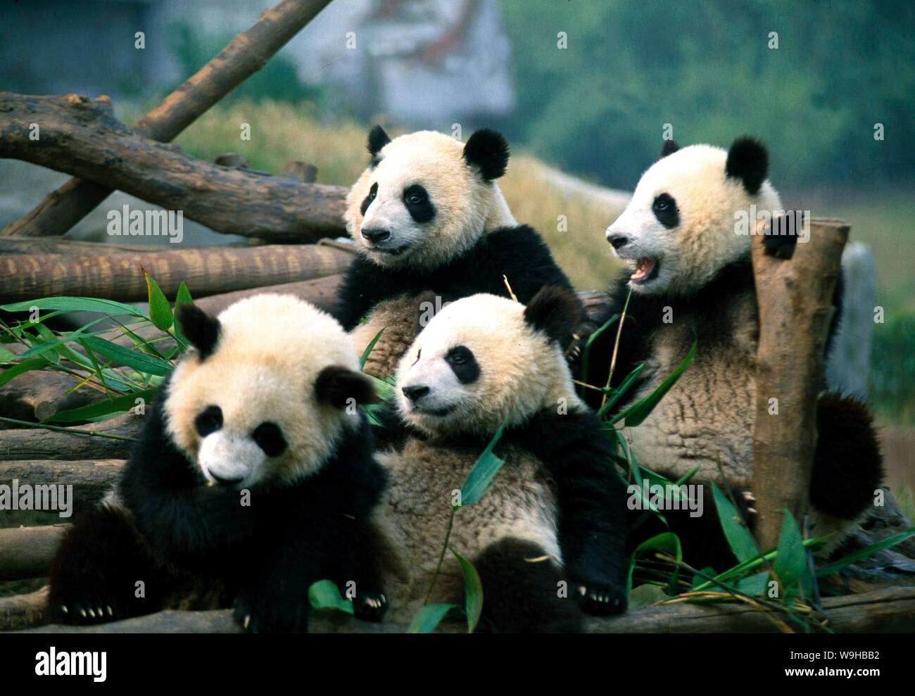 Giant pandas are seen at Wolong Giant Panda Research Center in Chengdu ...