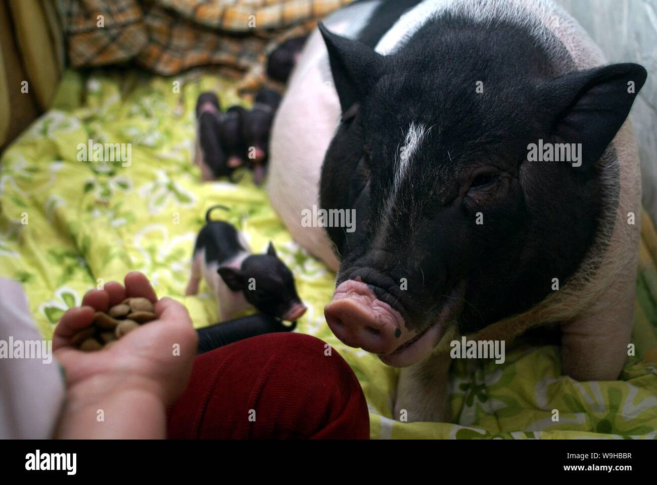 A female pet pig stands by her newborn babies at the house of her owner ...