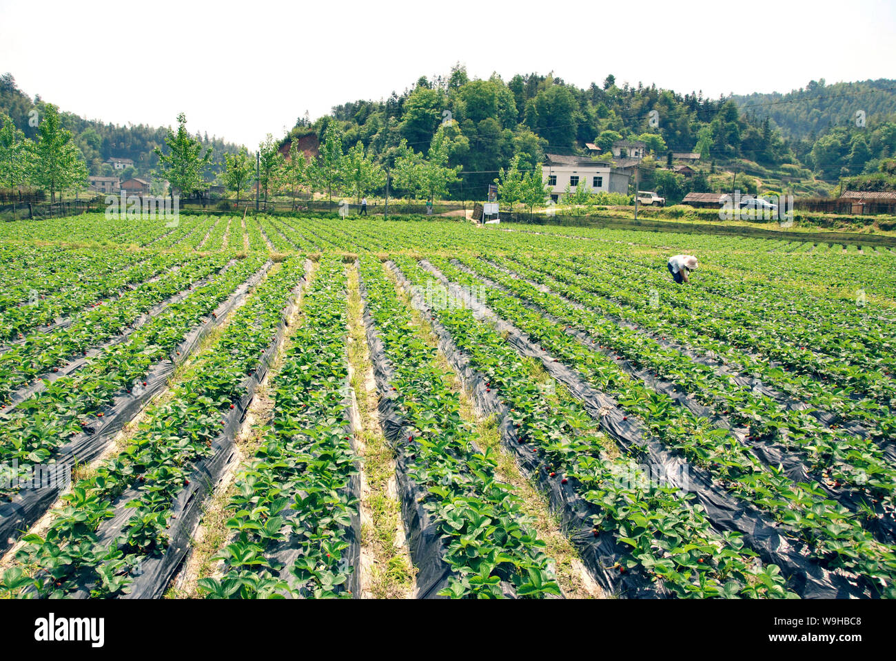 A Chinese farmer plants vegetables in the organic farmland in Jiaohu ...