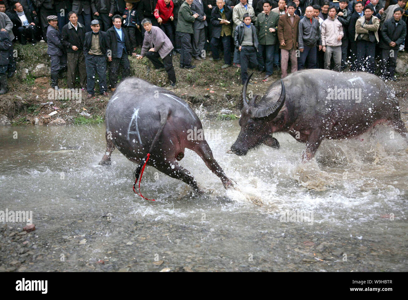 Thousands of residents watch a traditional buffalo fight in Kaili of ...