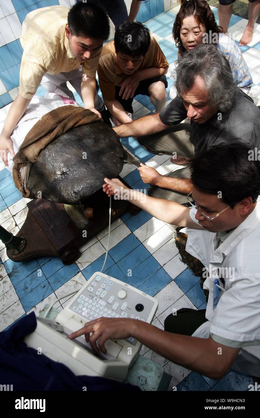 Experts examine the sweet water turtle at Changsha Zoo, in Changsha ...