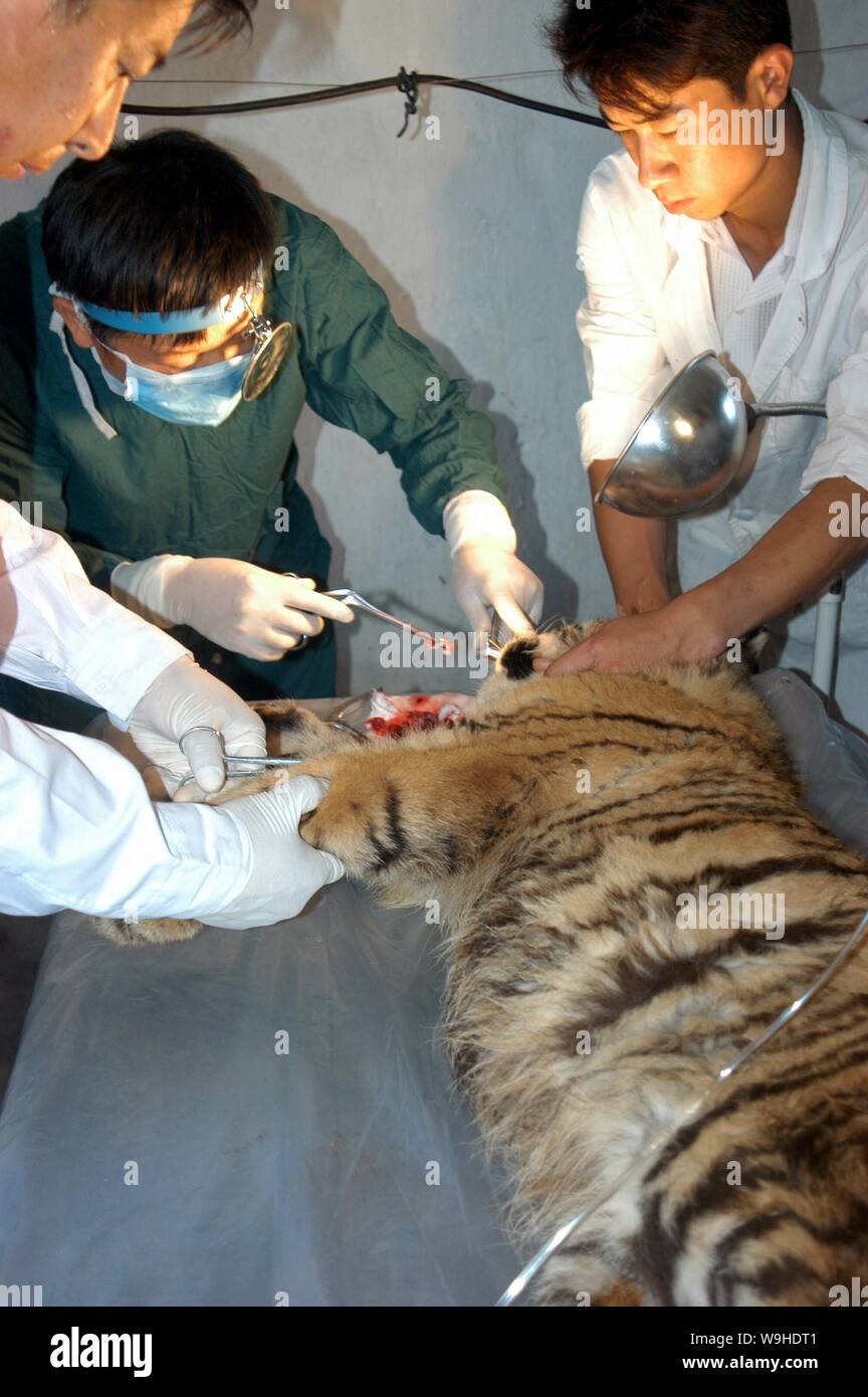 Chinese doctors operate on an 8-month-old Siberian tiger cub to remove ...