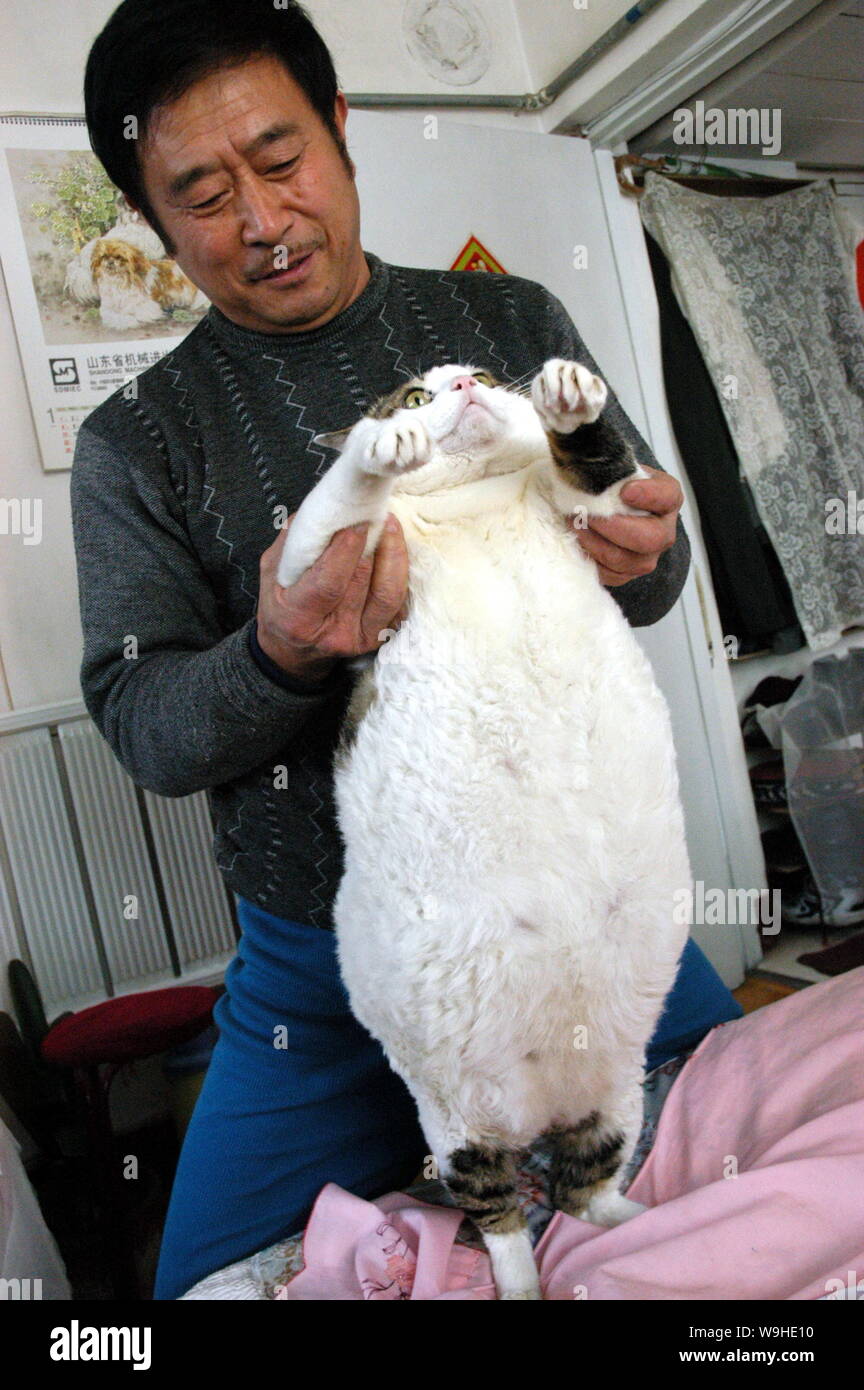 Obesity in pet hi-res stock photography and images - Alamy