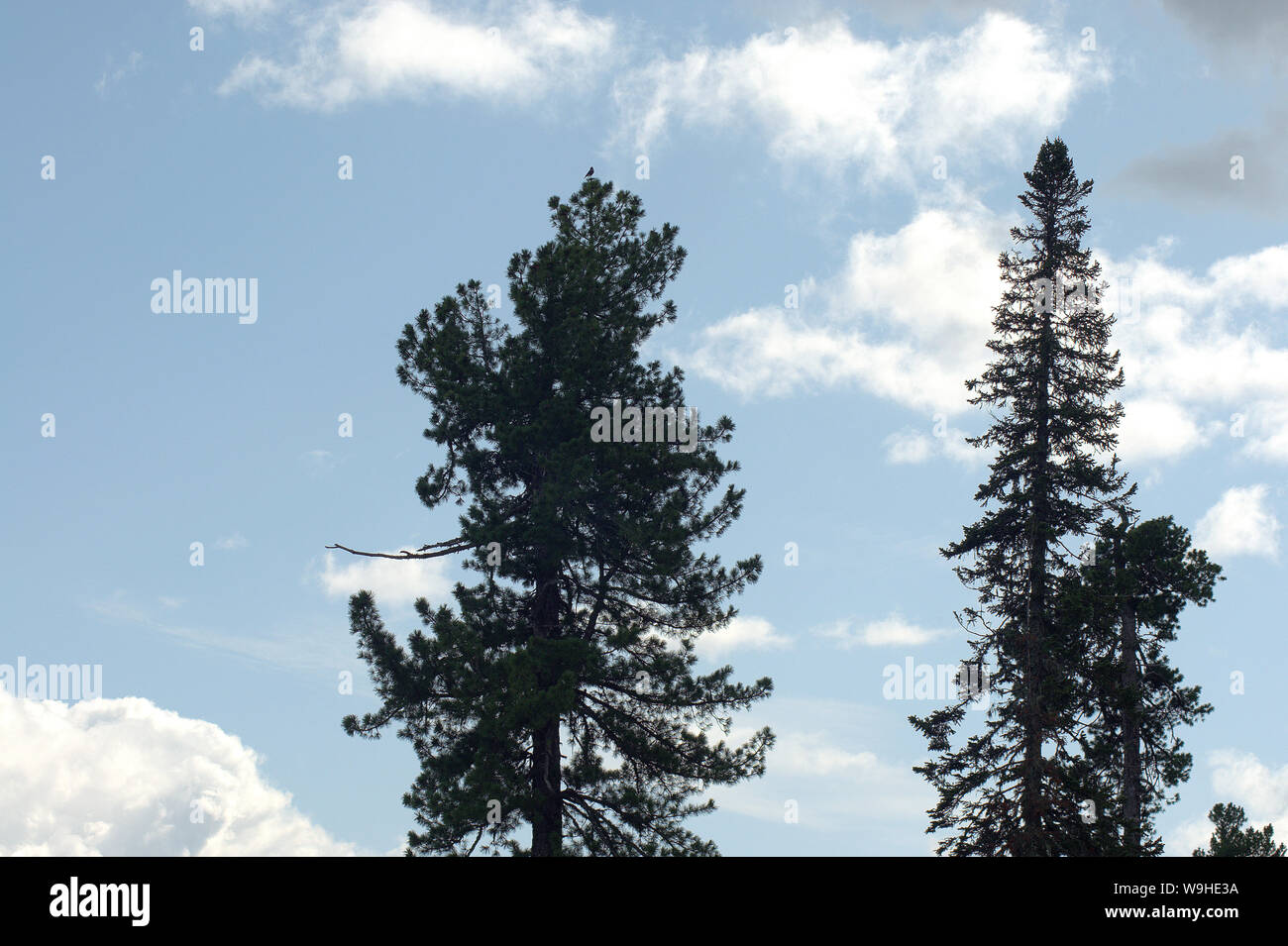 Altai trees up close hi-res stock photography and images - Alamy
