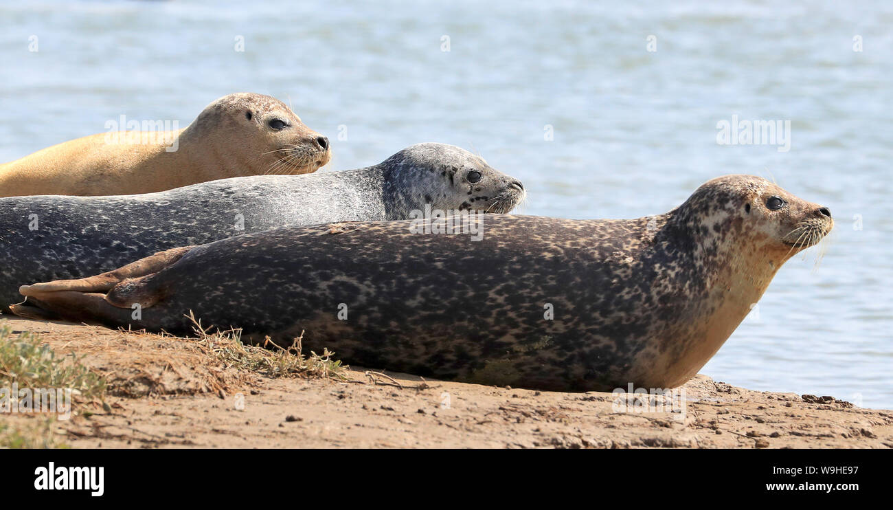 Comprehensive picture population adult seals hi-res stock photography ...
