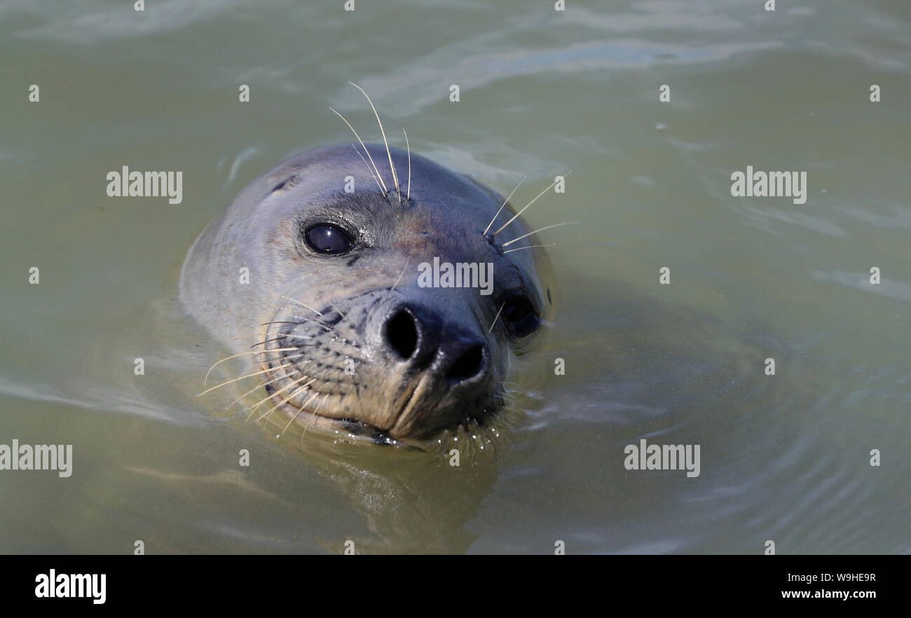 Embargoed to 1400 Wednesday August 14 A grey seal in the Thames Estuary ...