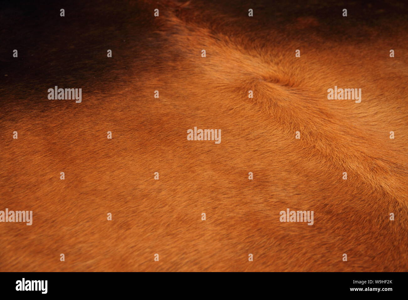 a brown cowhide Stock Photo - Alamy