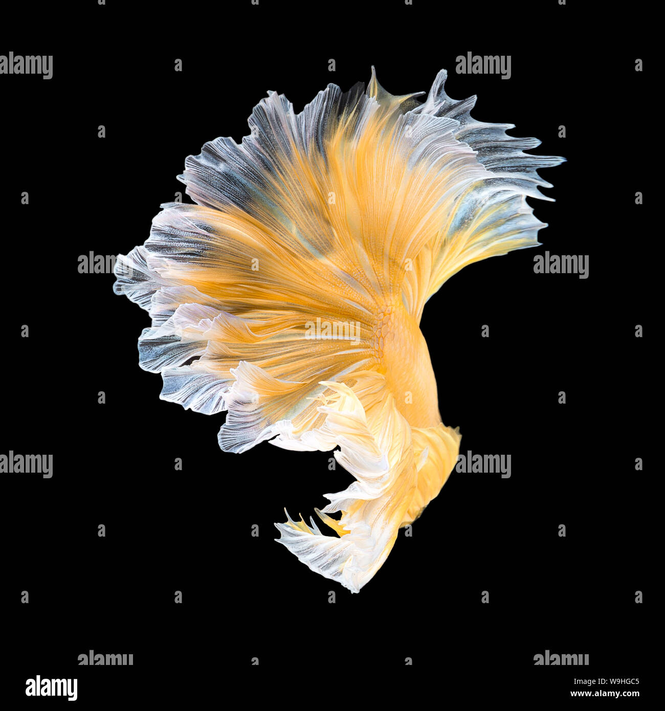 Close up art movement of Betta fish or Siamese fighting fish isolated ...