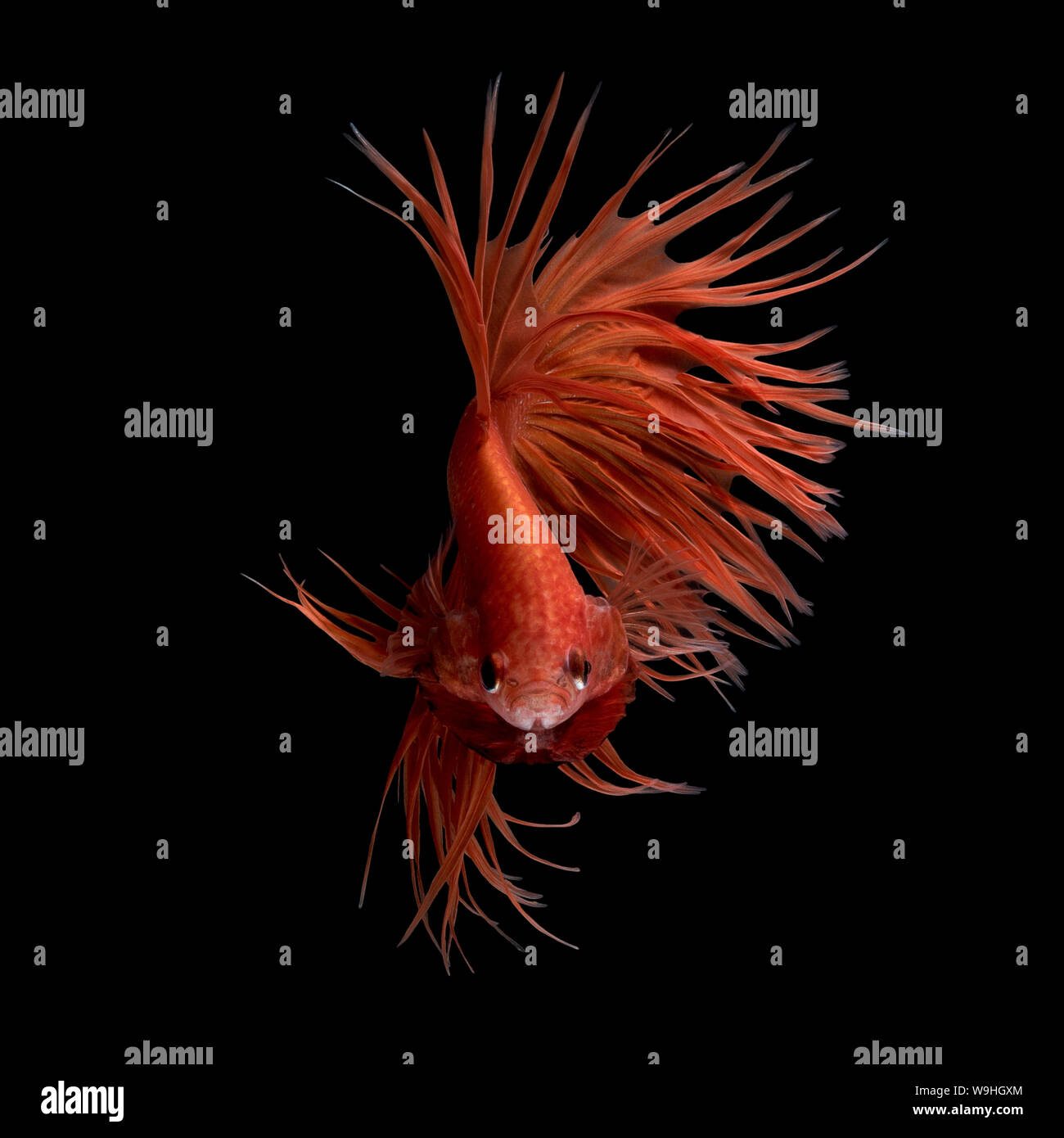 Close up art movement of Betta fish or Siamese fighting fish isolated ...