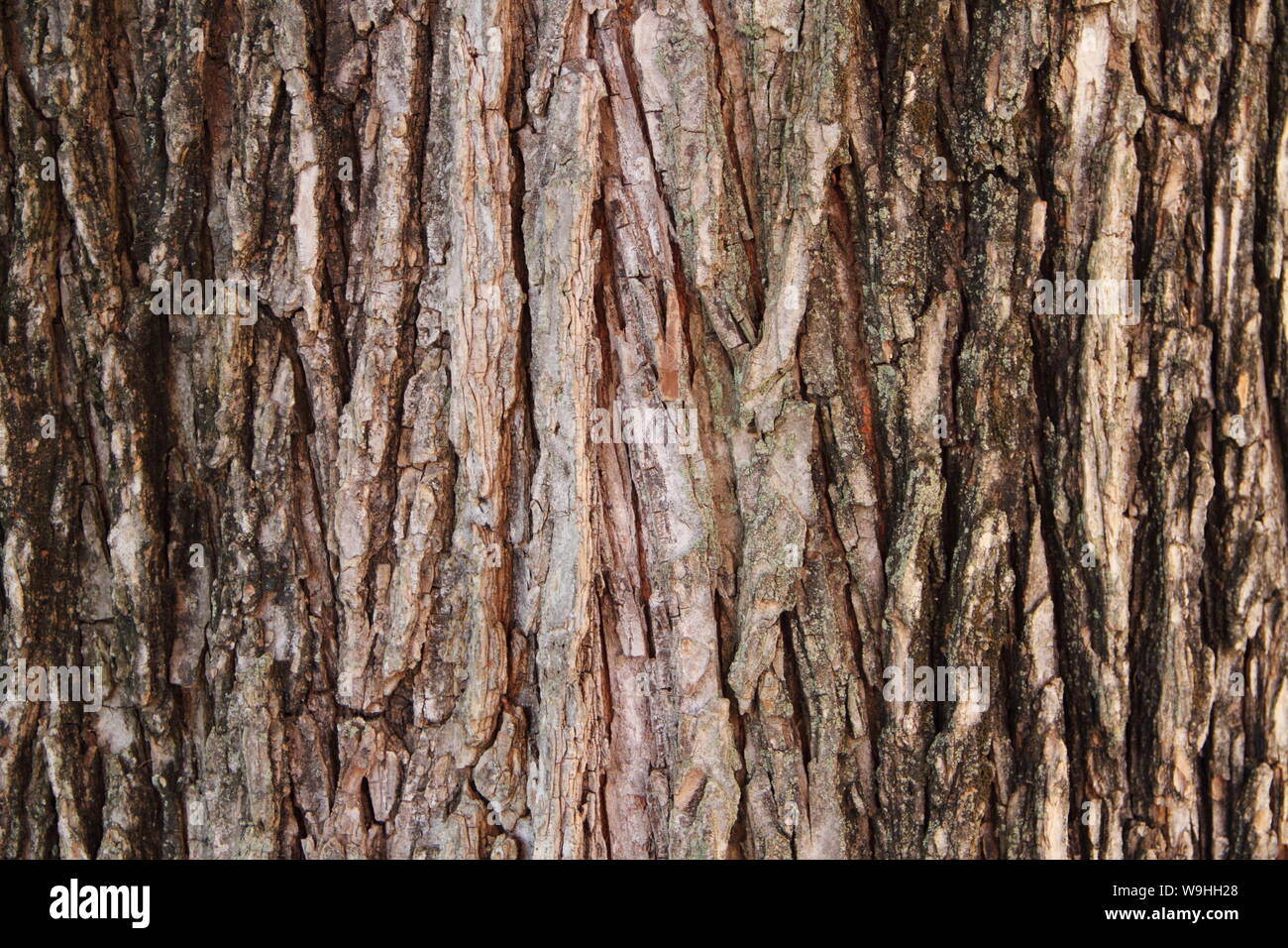 tree bark as a background Stock Photo - Alamy