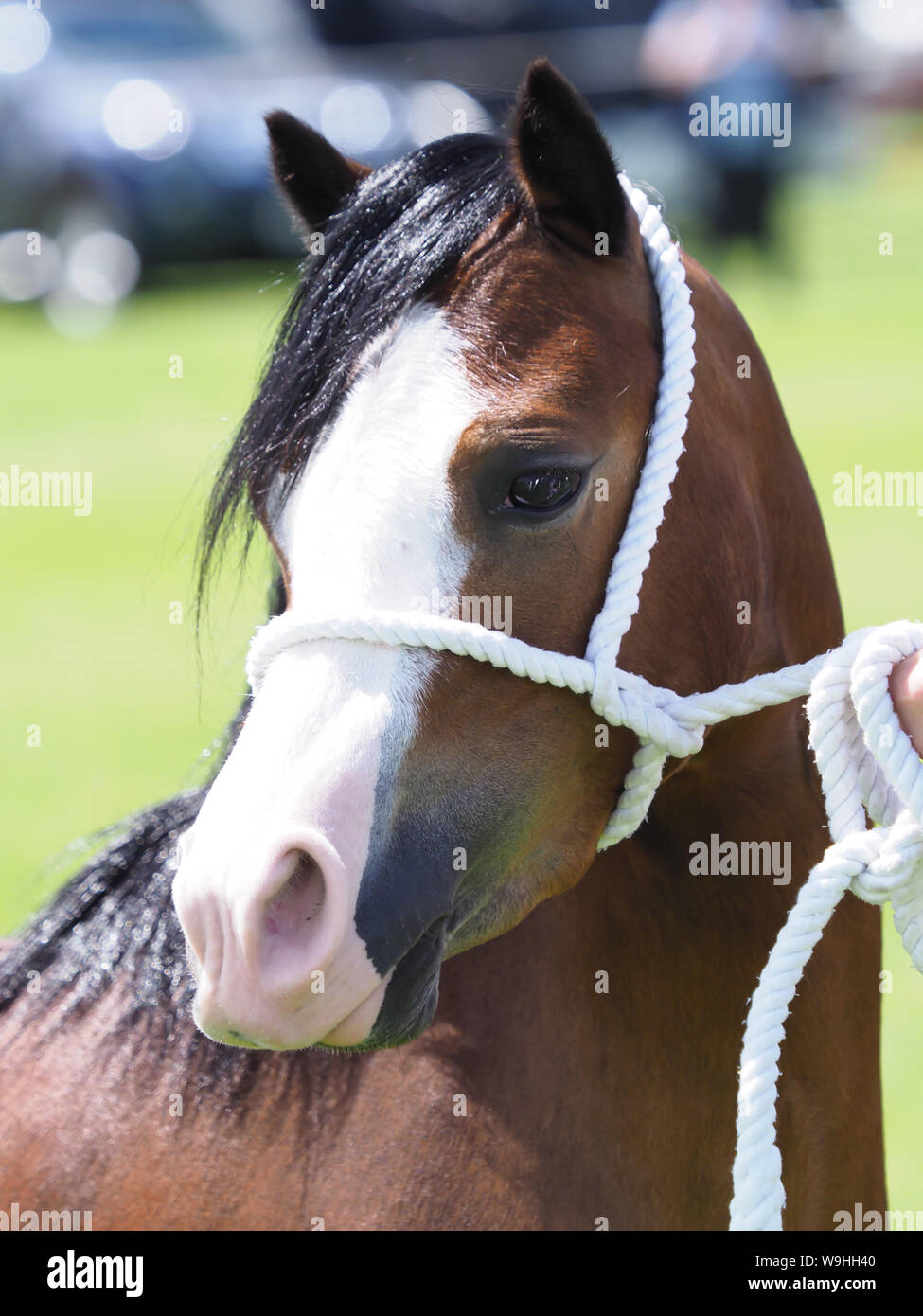 Rope halter hi-res stock photography and images - Alamy