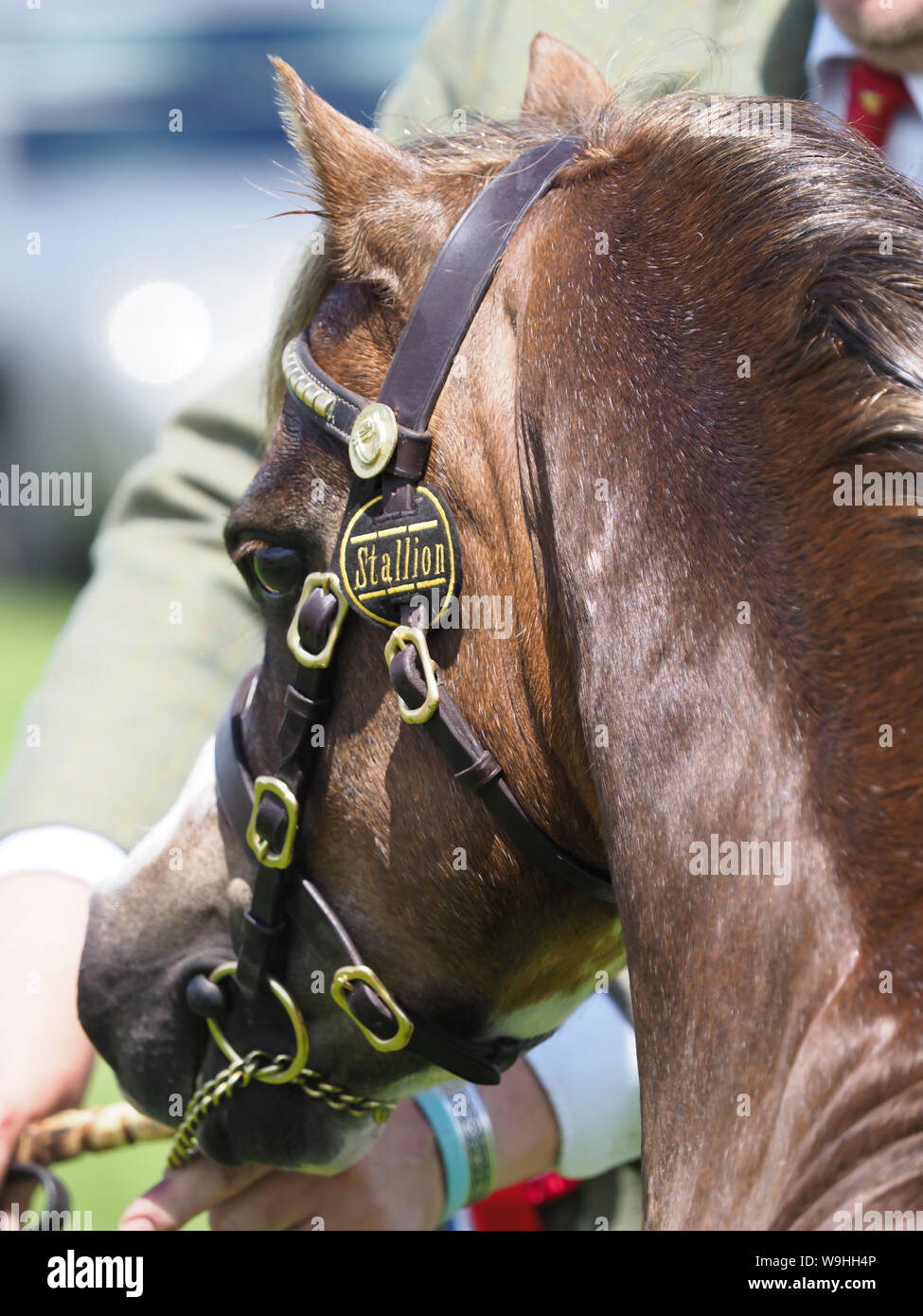 A stallion hi-res stock photography and images - Alamy