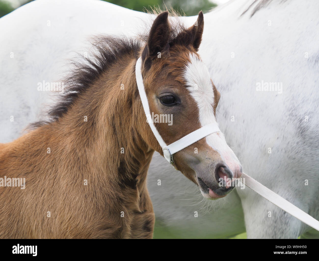 A bay welsh section A foal in a traditional white showing halter Stock ...
