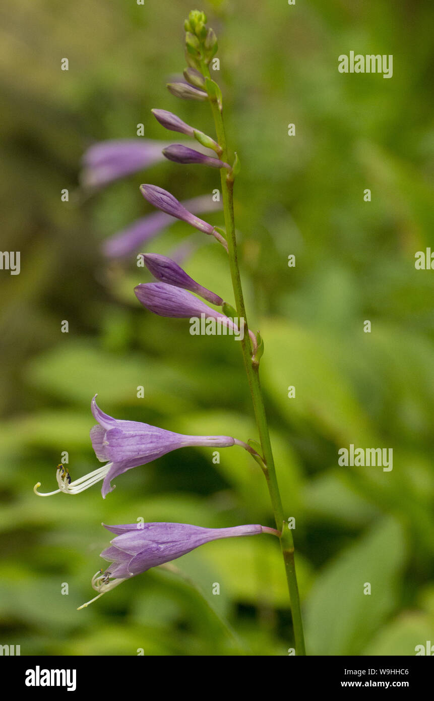 violet flower blossom - Hosta longipes Stock Photo - Alamy