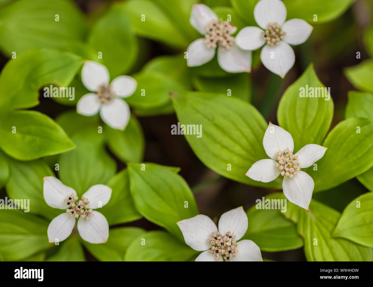 Bunchberry flowers bloom in midsummer at Banff National Park, Alberta ...