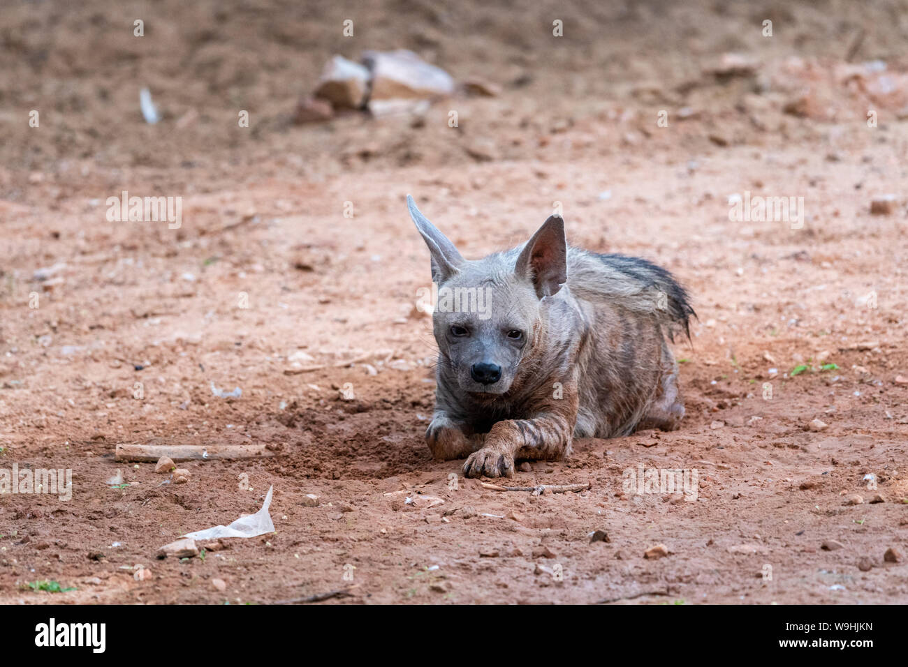 Spotted hyena standing near pond hi-res stock photography and images ...