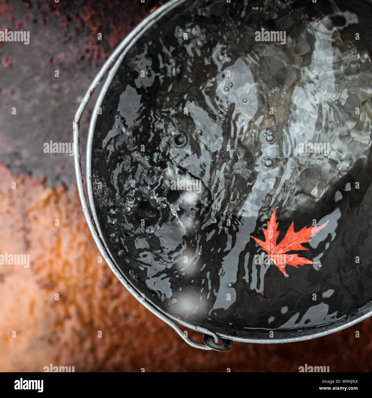 A red maple leaf floats in a tin bucket on the surface of the water ...