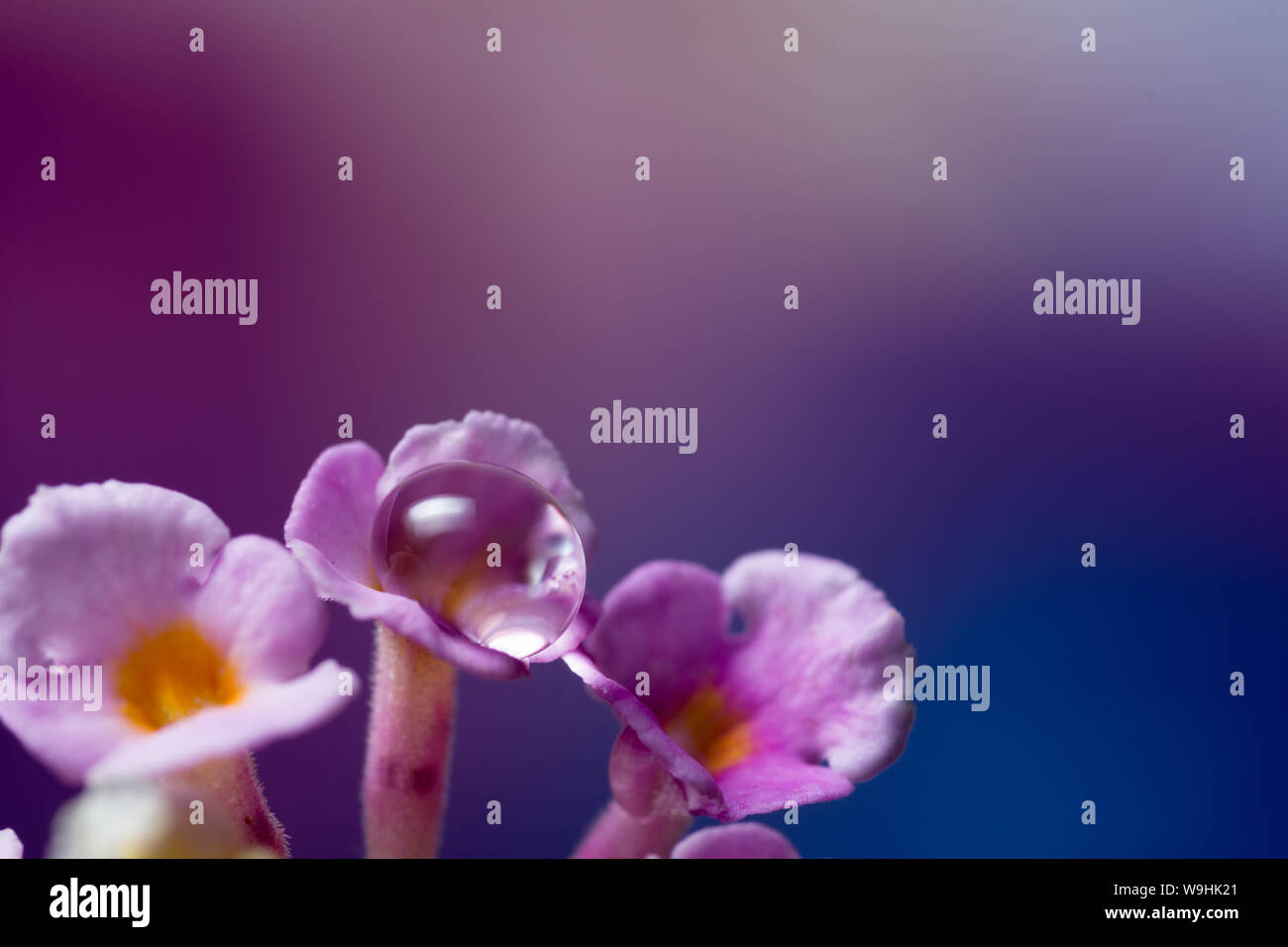 Flower water drop detail hi-res stock photography and images - Alamy