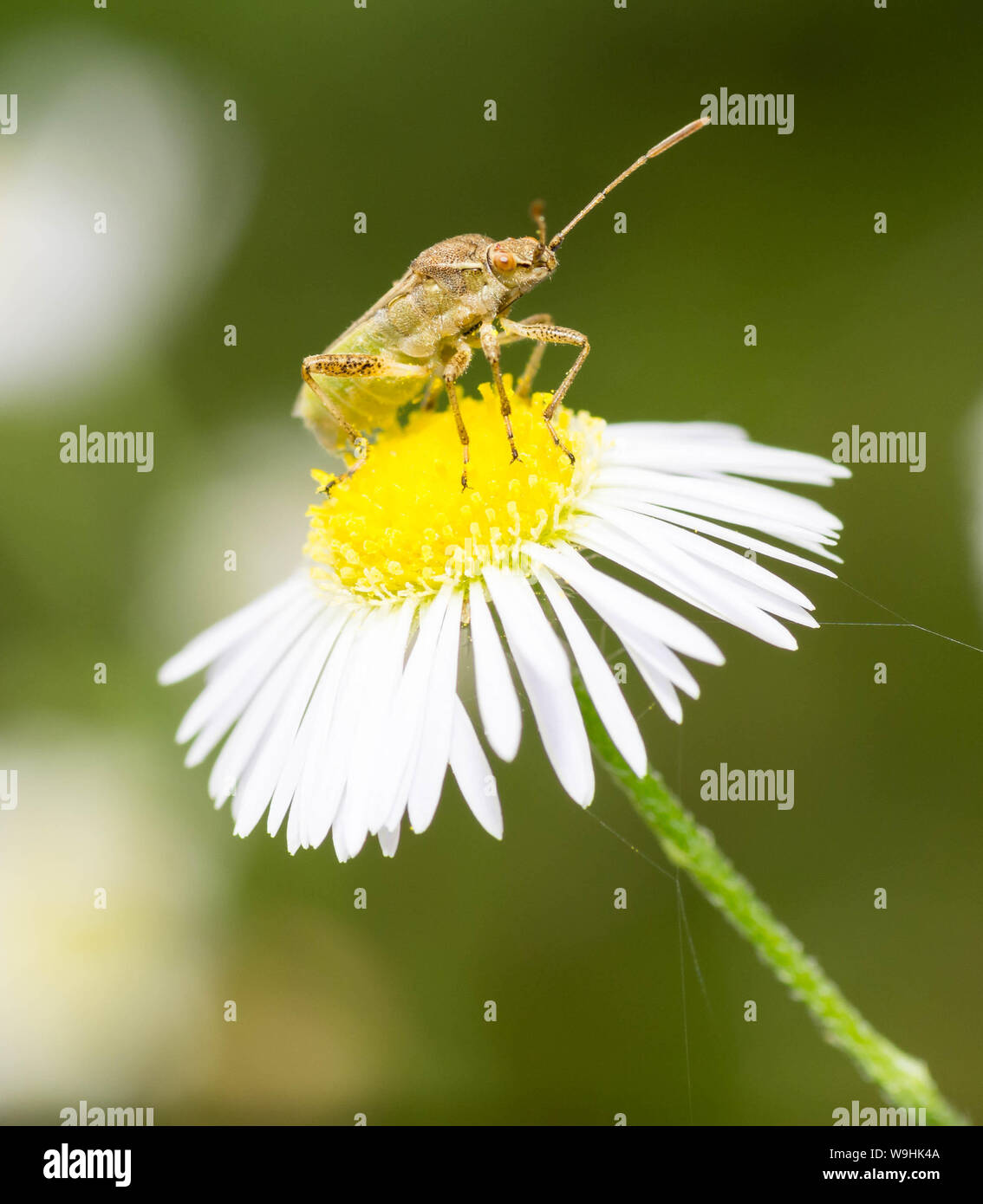 Bugs mating insect hi-res stock photography and images - Alamy