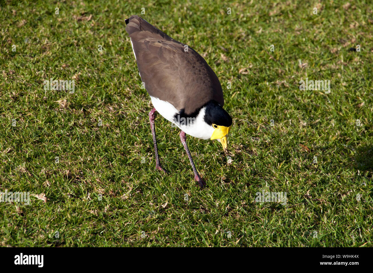 Masked lapwing in park hi-res stock photography and images - Alamy