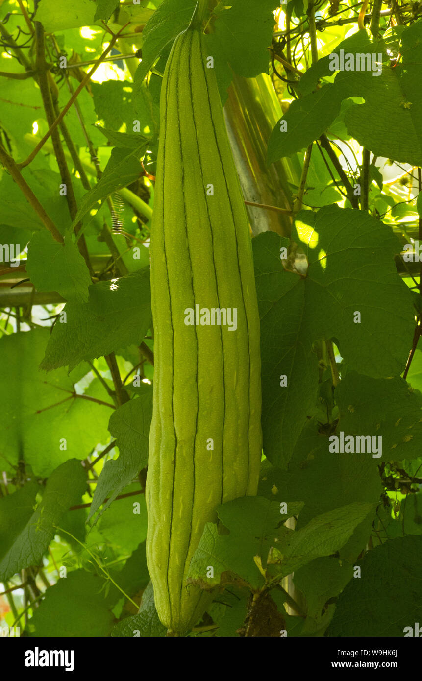 green vegetable, Luffa aegyptiaca Miller Stock Photo - Alamy