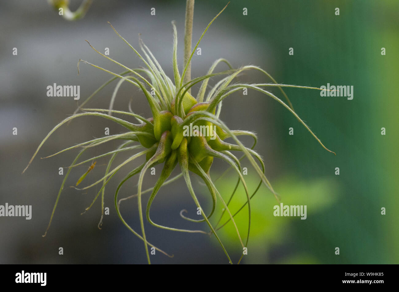 seed of Korean pasque flower Stock Photo - Alamy