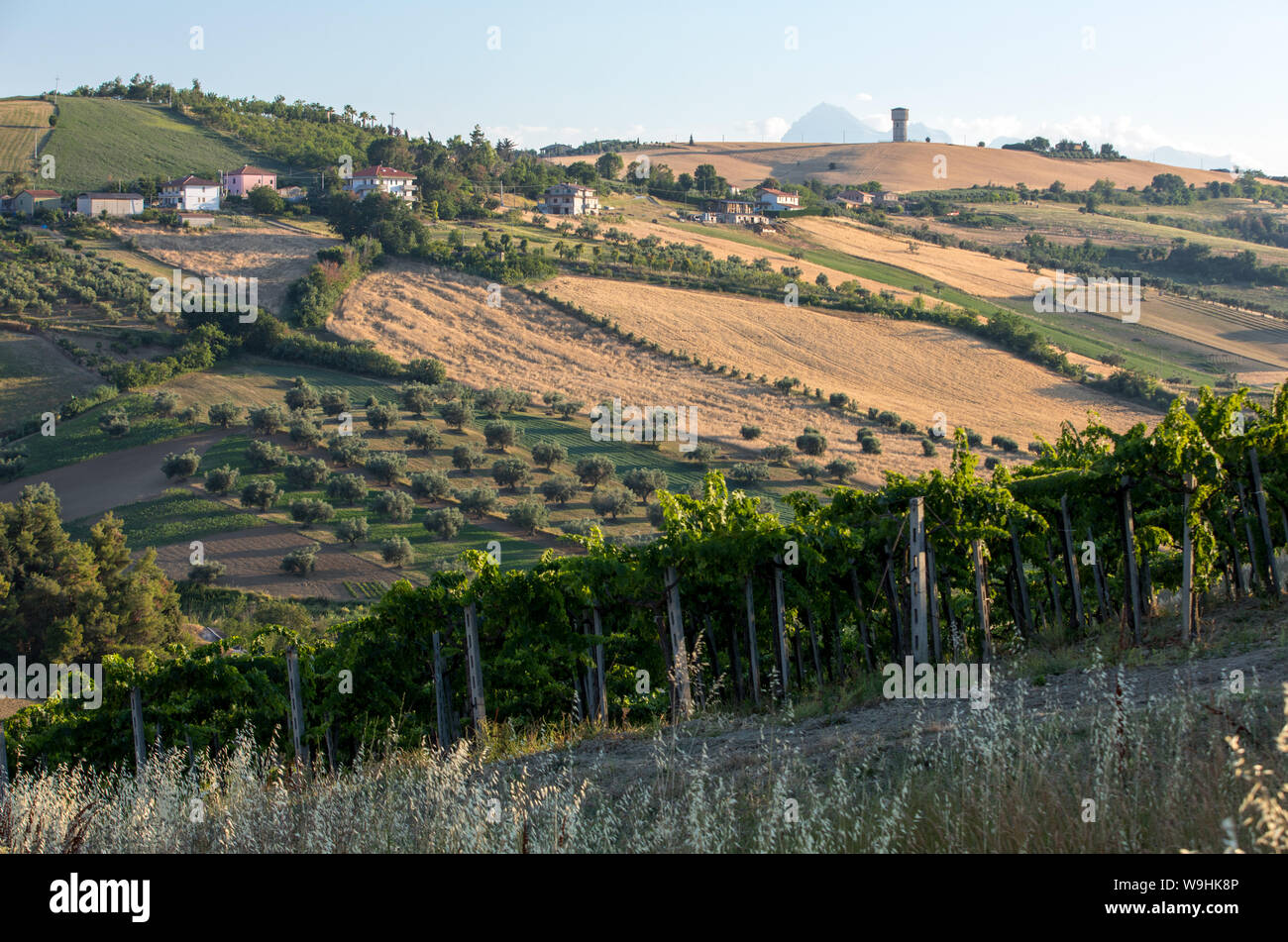 Panoramic view of olive groves, vineyards and farms on rolling hills of ...