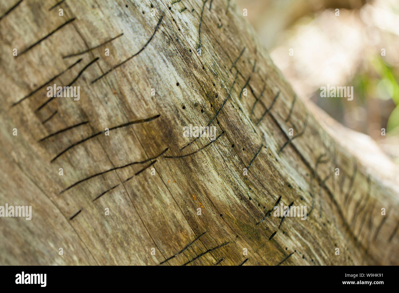 Trace of a woodworm hi-res stock photography and images - Alamy