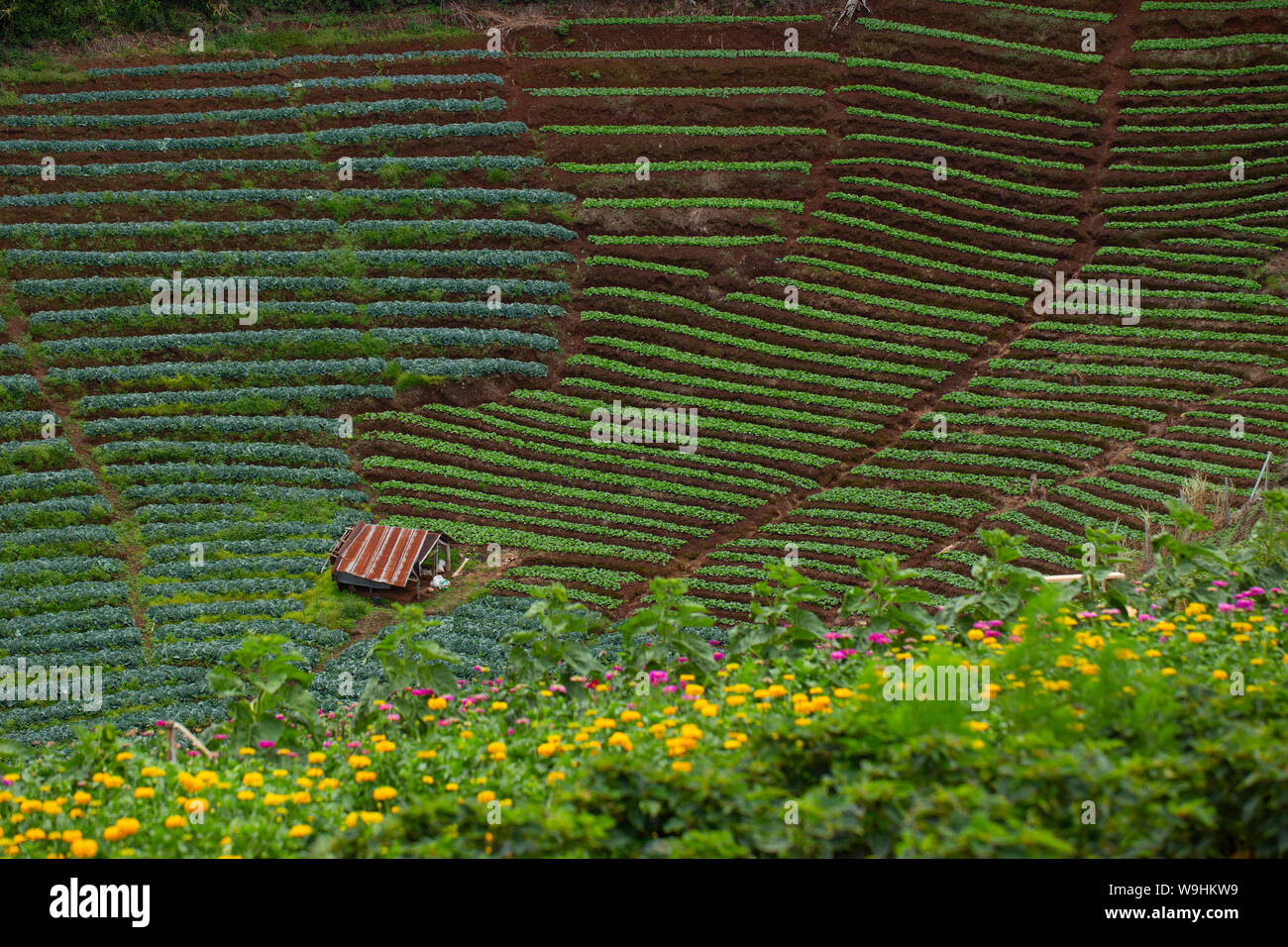Agriculture field of vegetable in the high mountain hill slope Stock ...