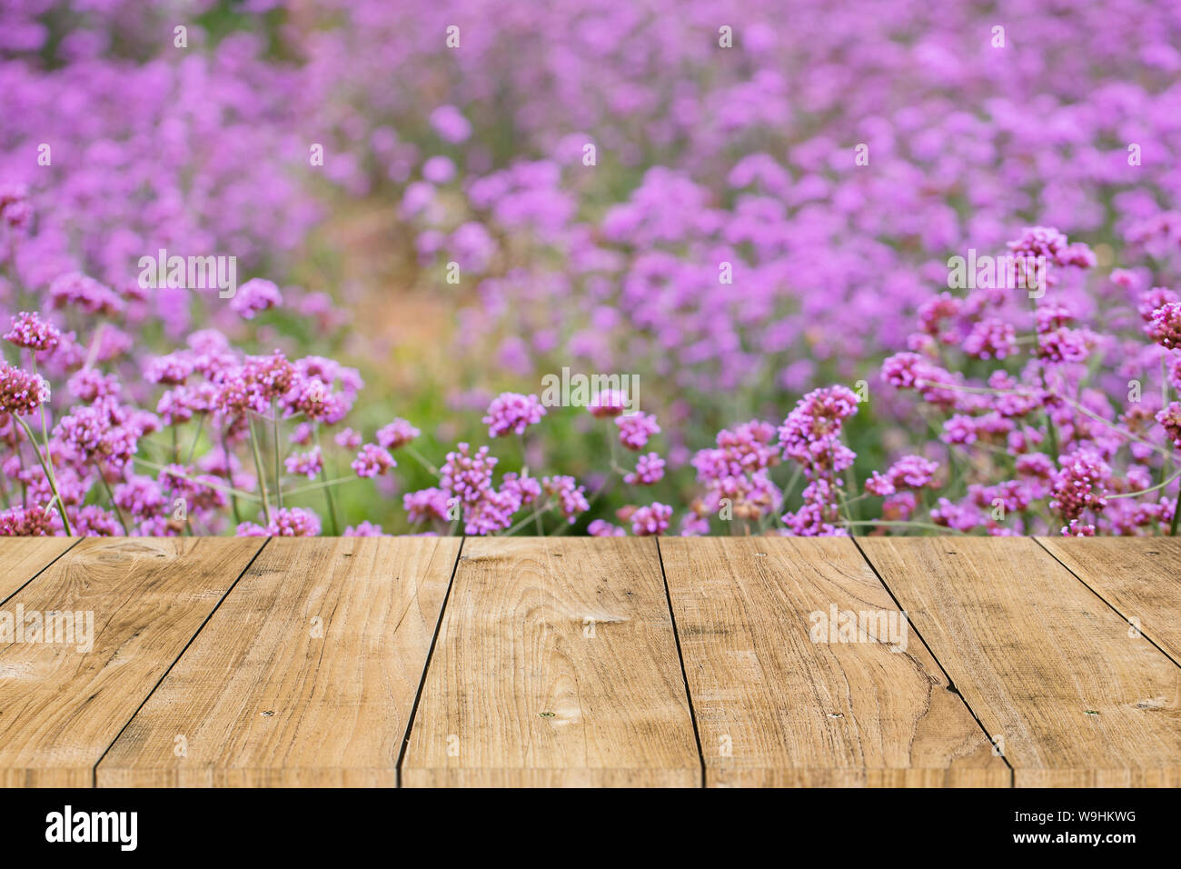 Verbena flower field with table top foreground space for advertising ...