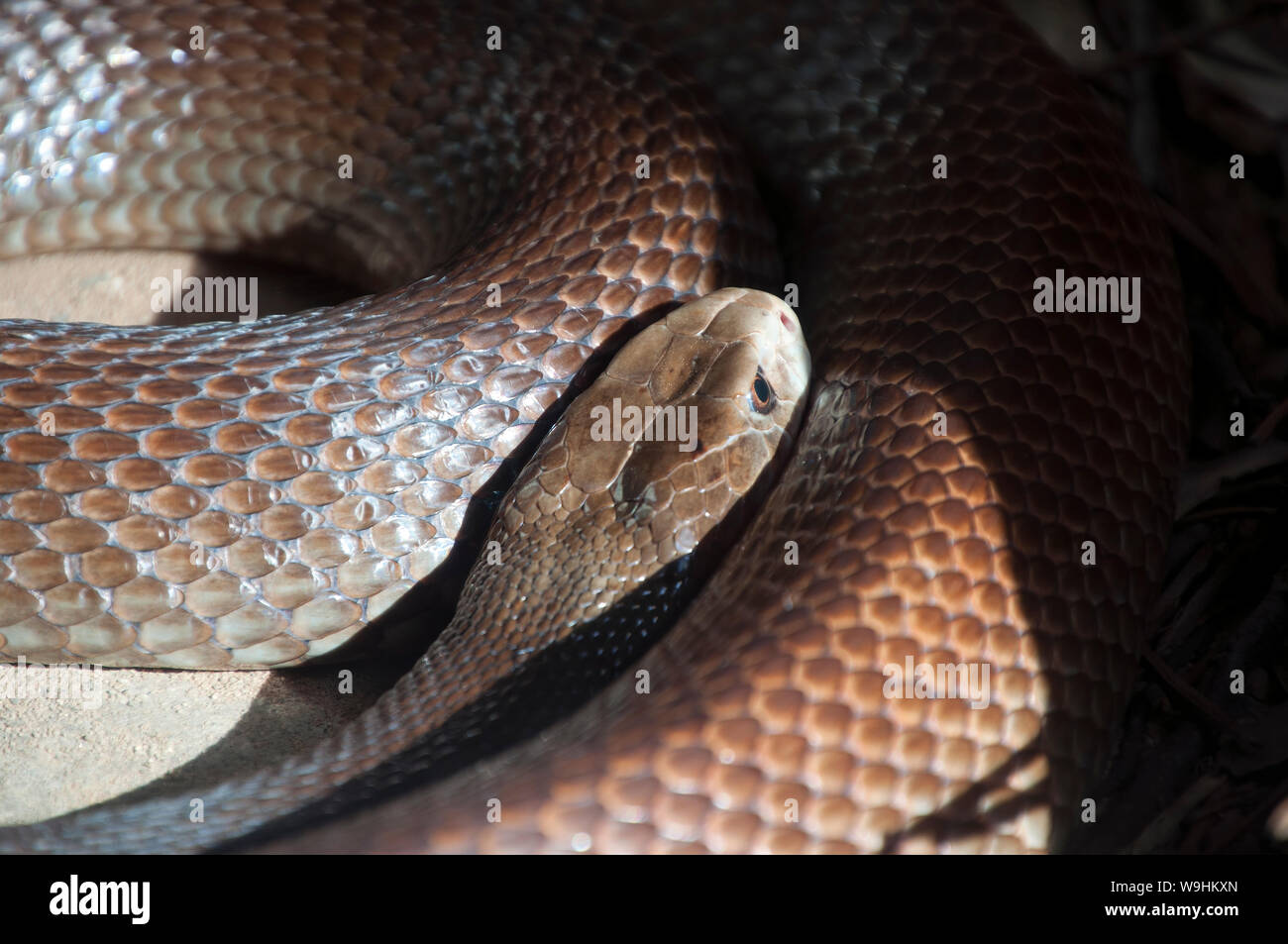 Australian coastal taipan in hi-res stock photography and images - Alamy