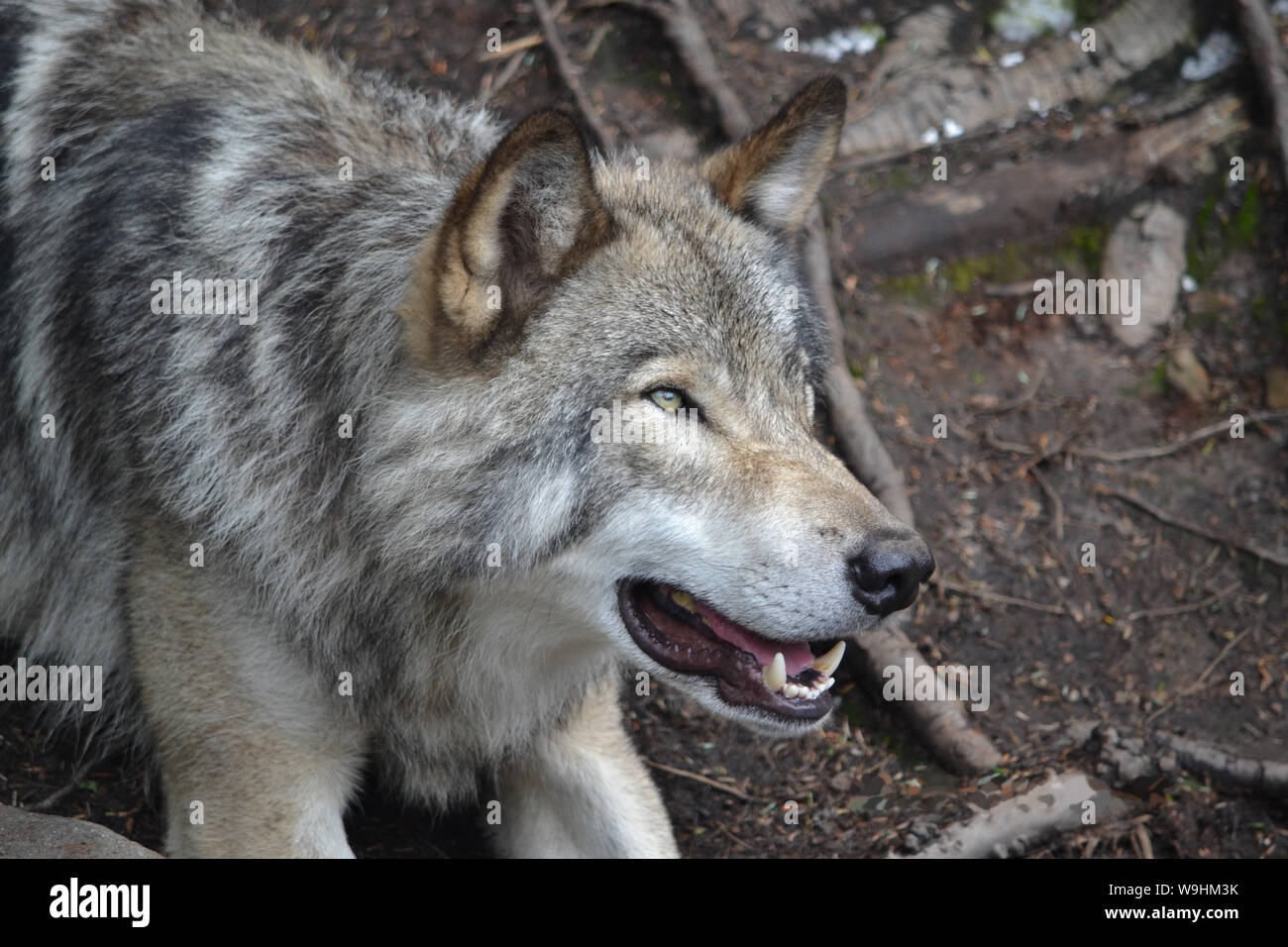 Canadian wolf hi-res stock photography and images - Alamy