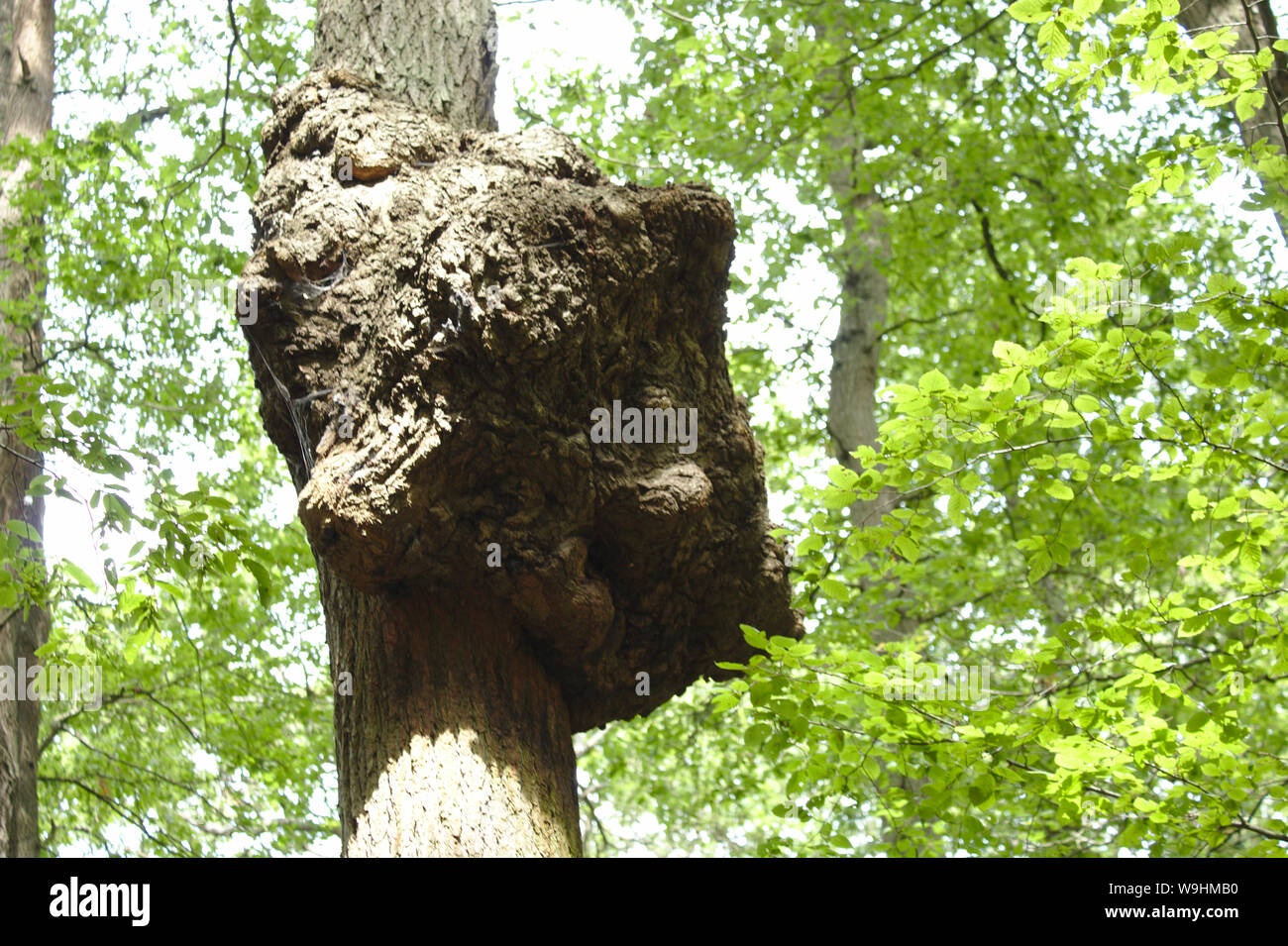 Broxbourne nature reserve hi-res stock photography and images - Alamy