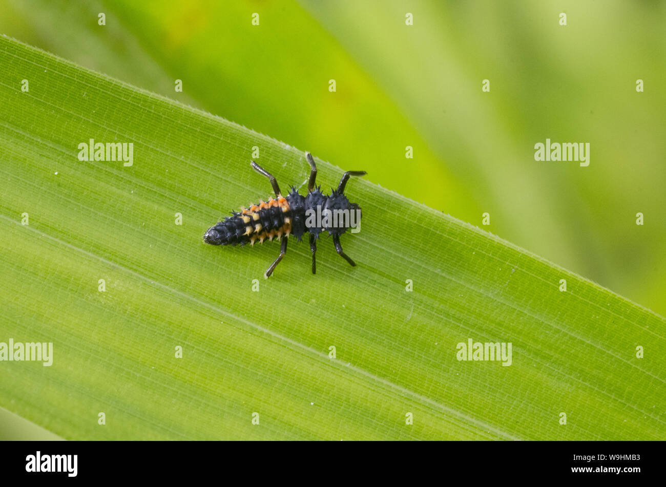 larva of lady bug on leaf Stock Photo - Alamy