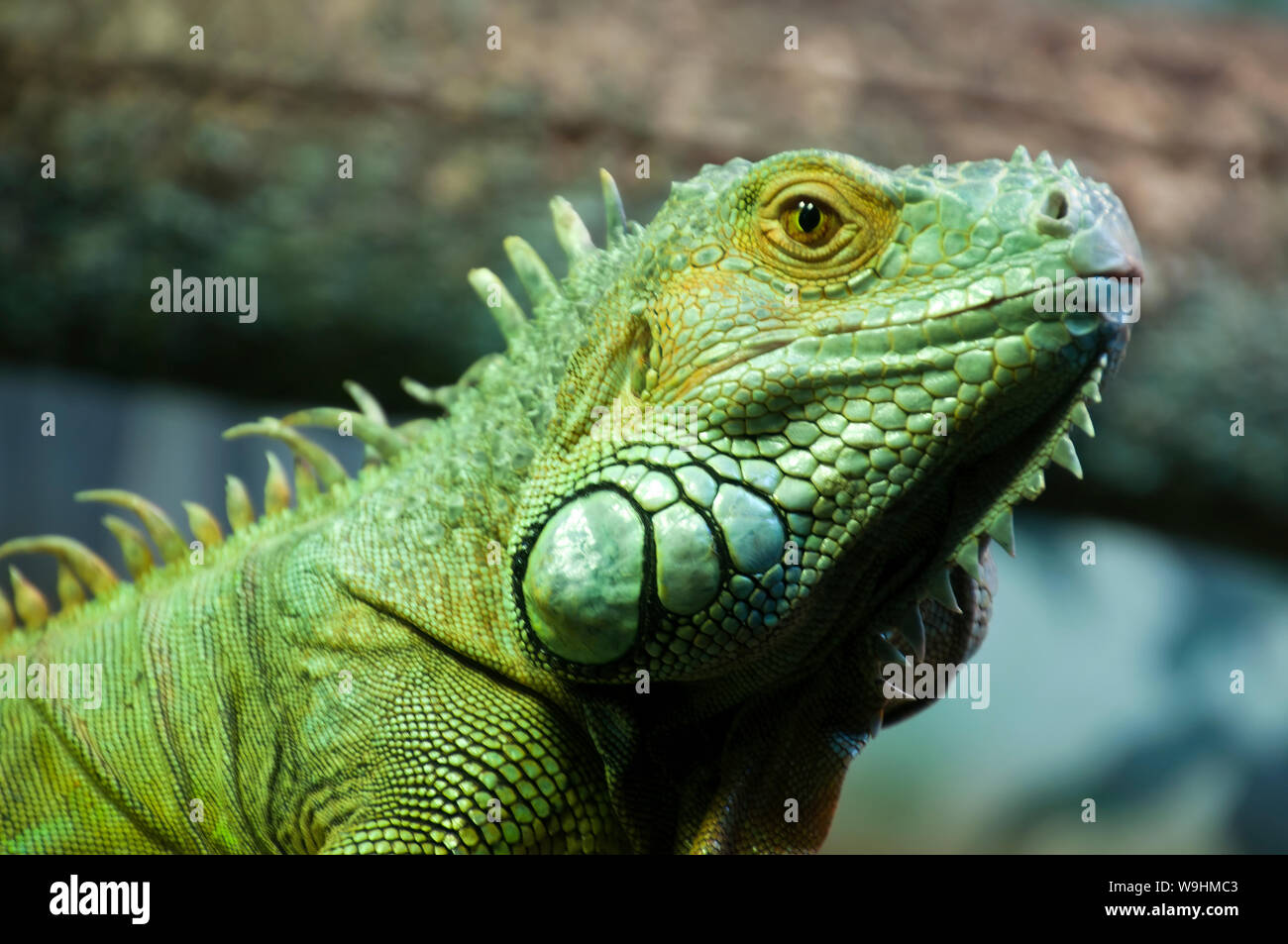Sydney Australia, face of a green iguana Stock Photo - Alamy
