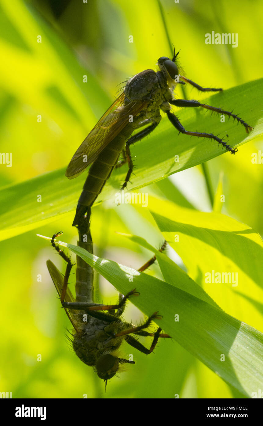 Bee killers hi-res stock photography and images - Alamy