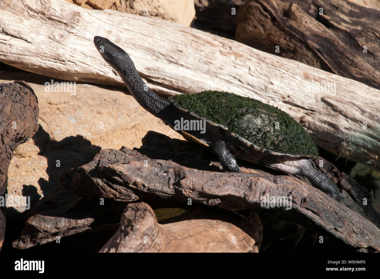 Sydney Australia, australian eastern long-necked turtle warming up in ...