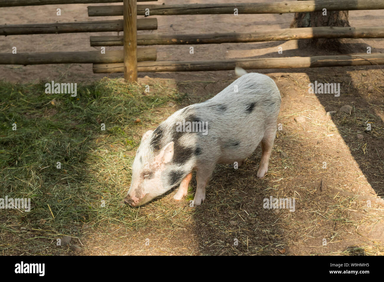 Cute spotted piglet on the farm at summer Stock Photo - Alamy